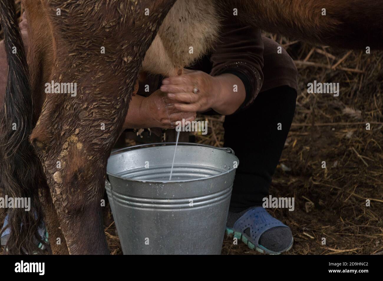 Farmer milking cow hand in hi-res stock photography and images - Alamy