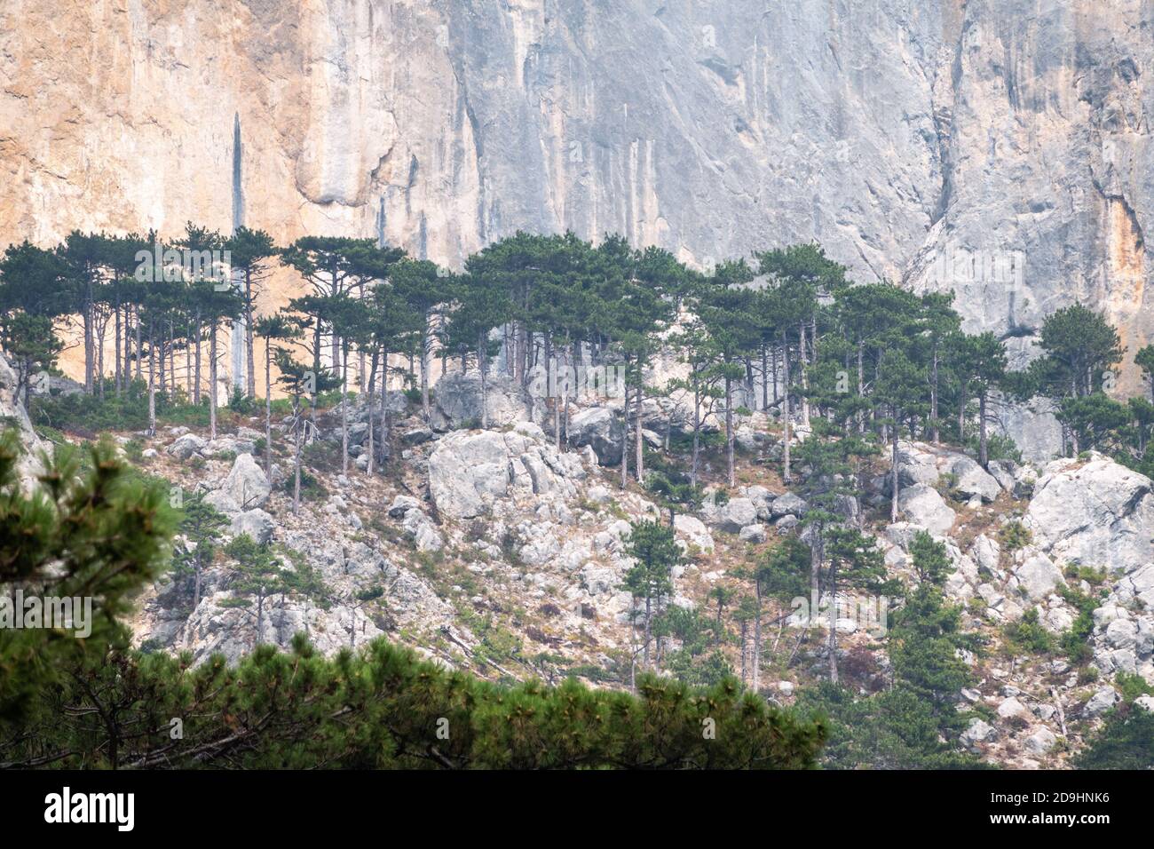 Detail of a steep rocky wall with green fir trees in the mountains ...