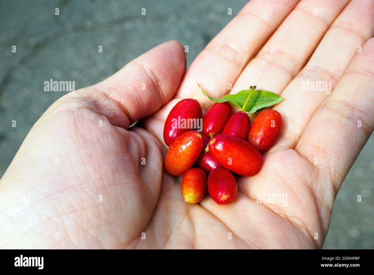 Cornus mas fruit hi-res stock photography and images - Alamy