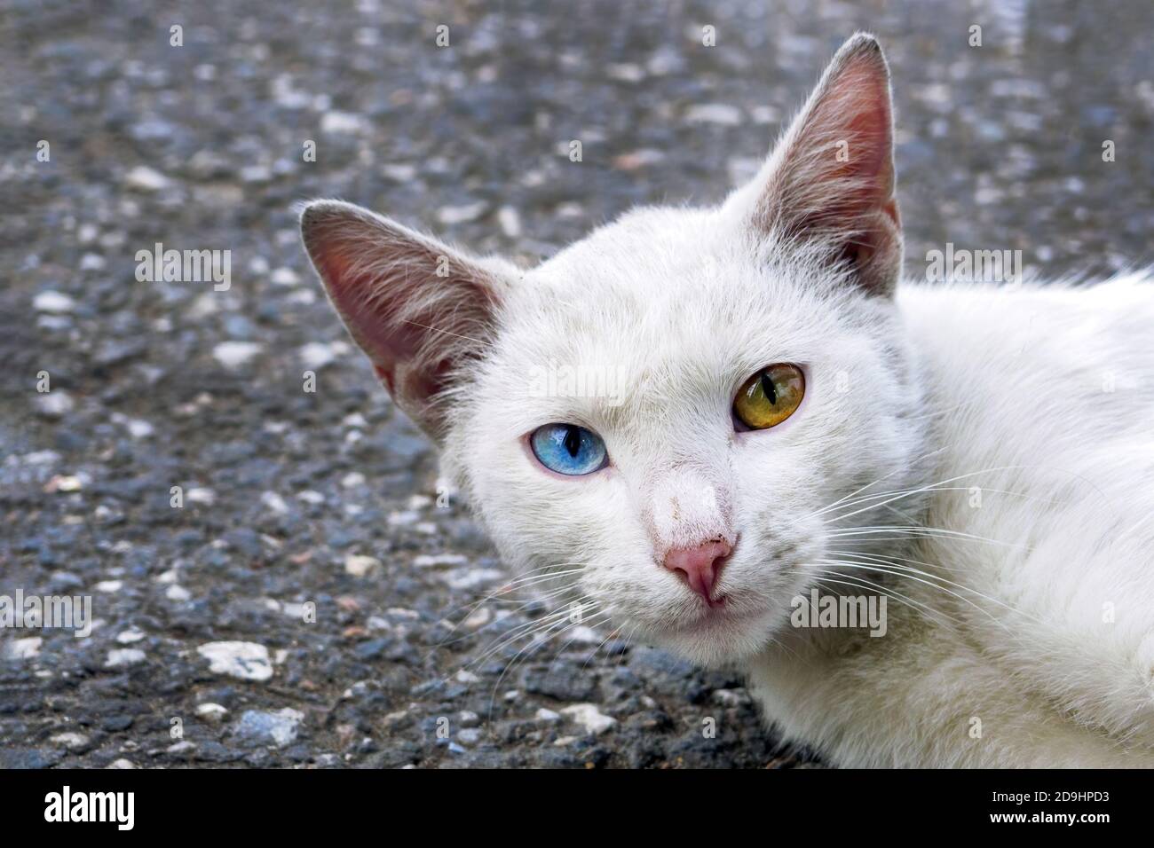 Homeless white cat with heterochromia looking at camera Stock Photo - Alamy