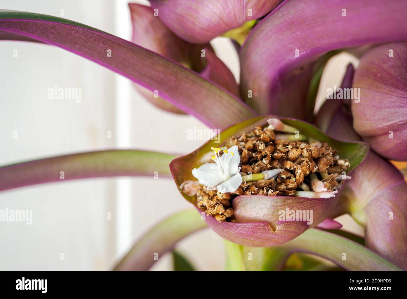 White flower of the boat lily or Moses-in-the-cradle in bloom ...