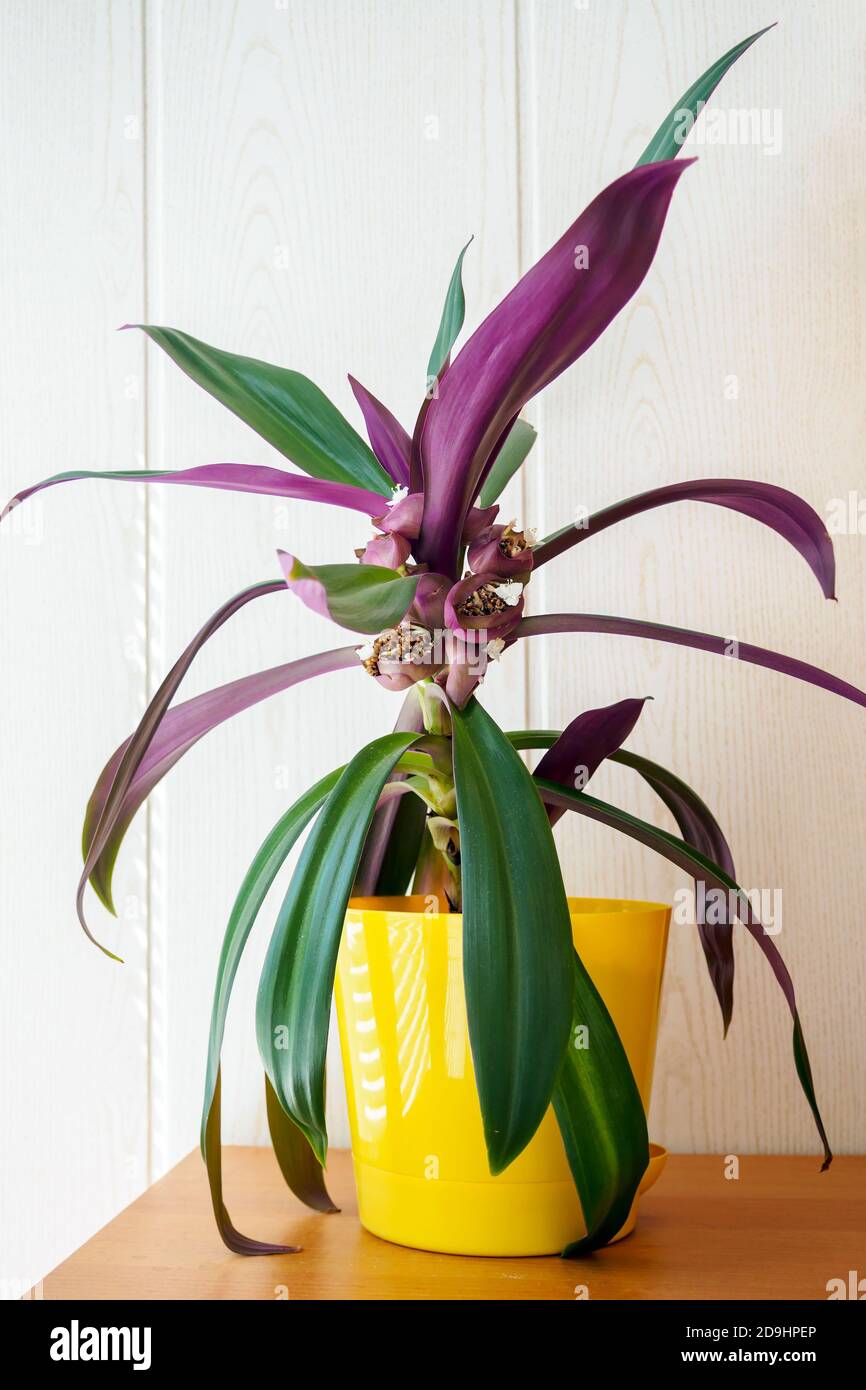 Tradescantia spathacea in yellow pot. Flower lily boat or Moses in the ...