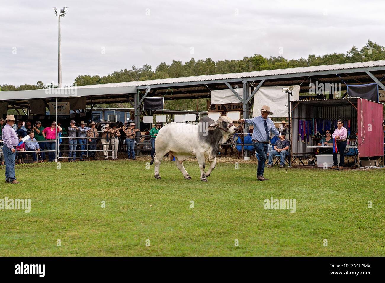 Man Judging Cattle High Resolution Stock Photography and Images - Alamy