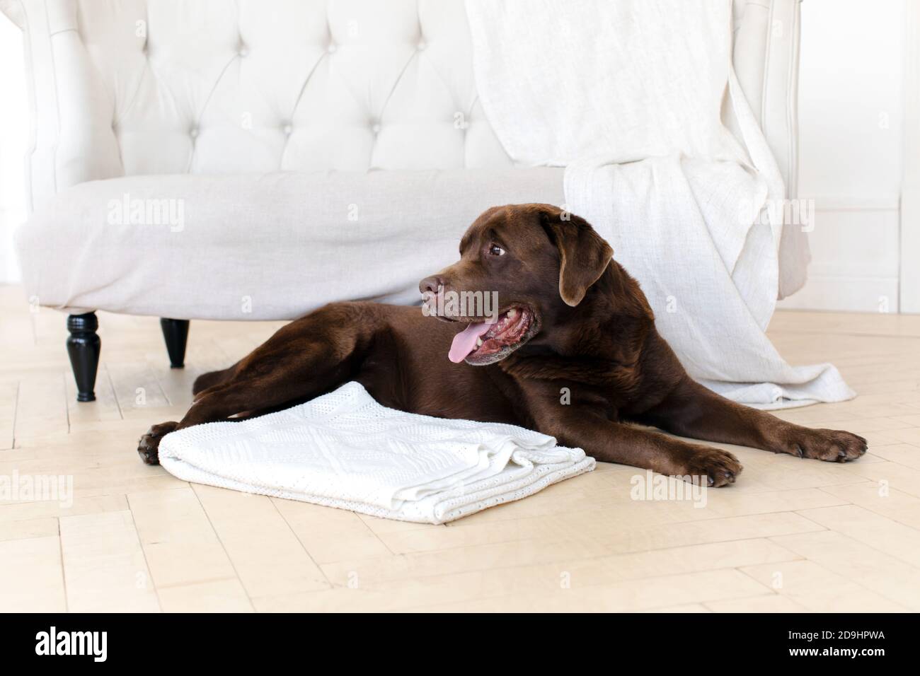 Cute Labrador Retriever dog in room Stock Photo - Alamy