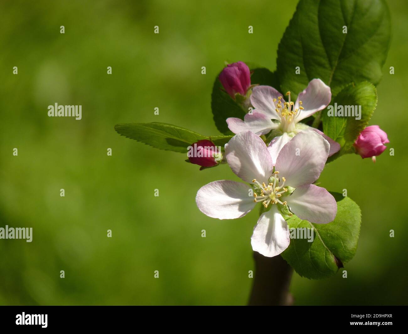 Closeup shot of blooming apple flowers in the greenery Stock Photo - Alamy