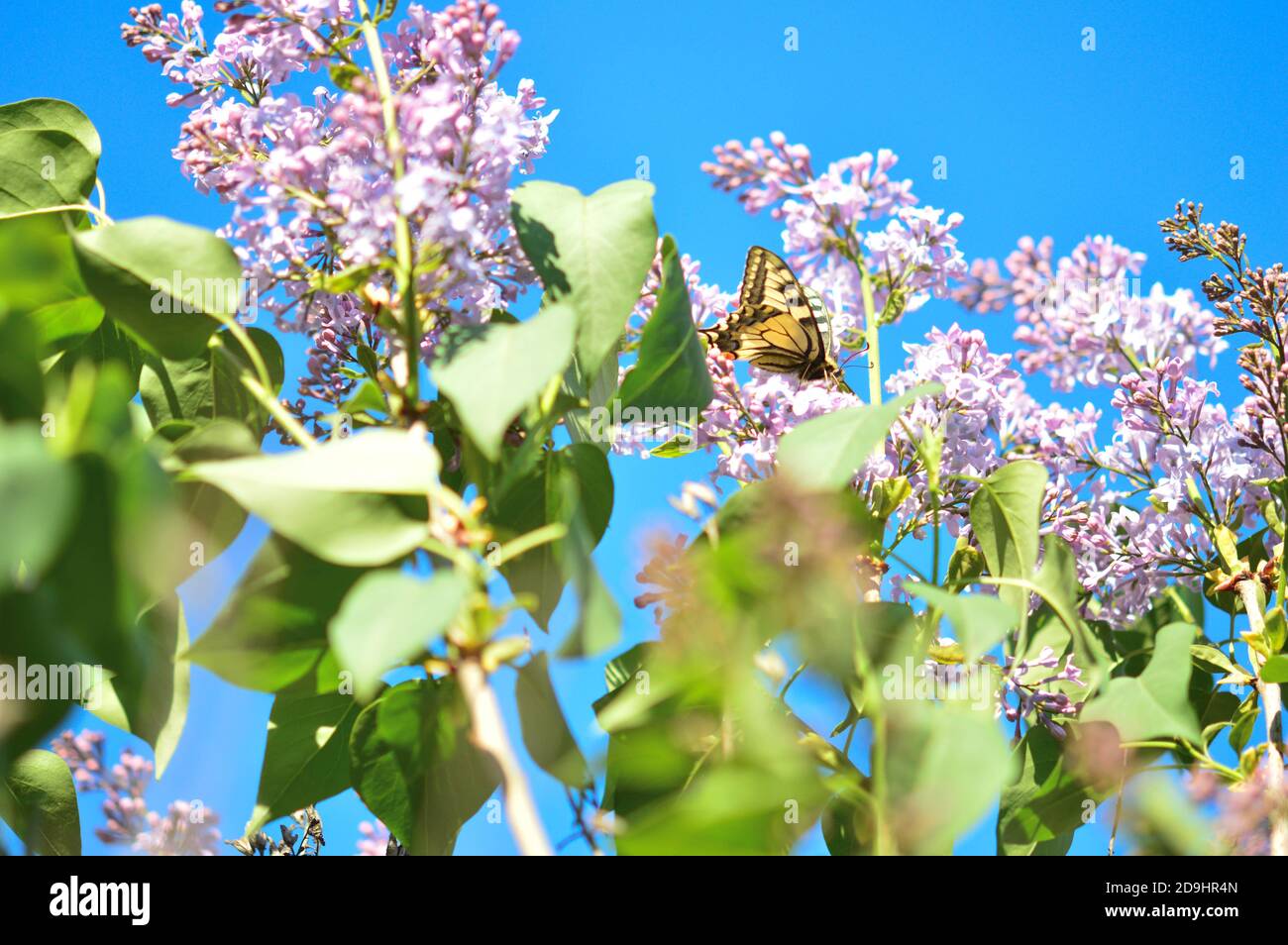 Selective focus shot of a butterfly on a blooming syringa tree Stock ...