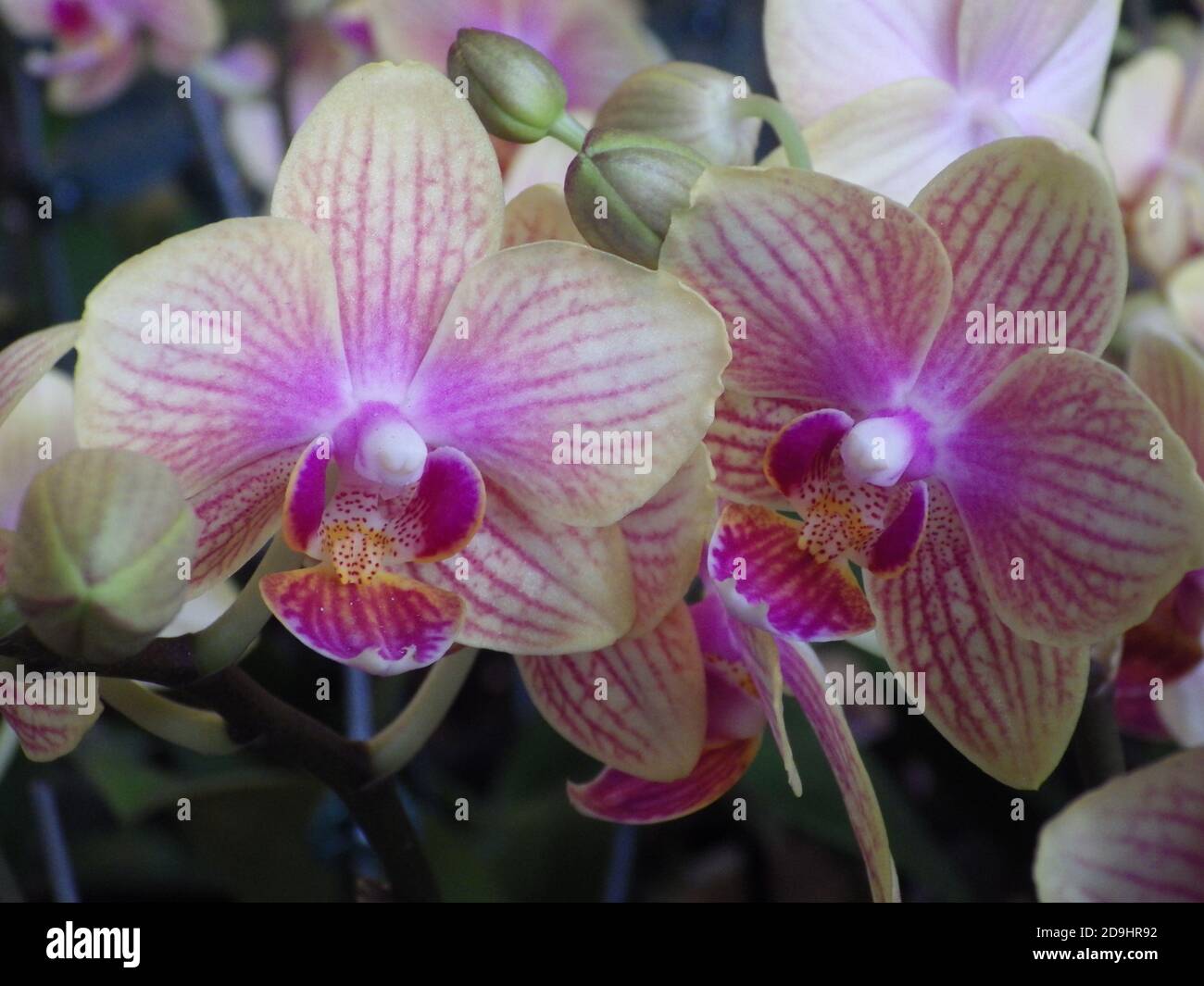 Closeup shot violet moth hi-res stock photography and images - Alamy
