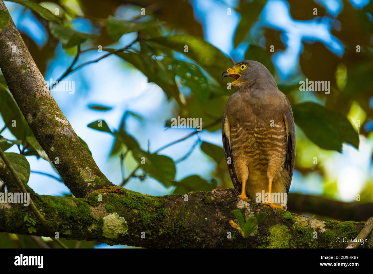 Flying roadside hawk hi-res stock photography and images - Alamy