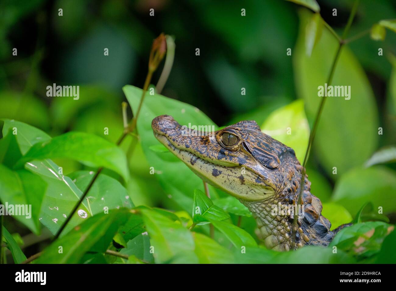 Costa rica alligator hi-res stock photography and images - Alamy