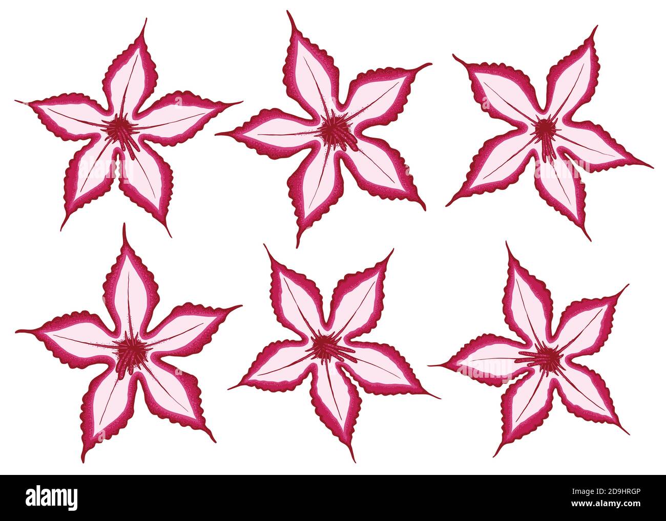 Impala lily detail Stock Vector Images - Alamy