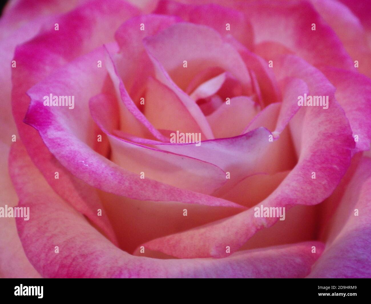 Closeup shot of a blooming pink rose - perfect for wallpaper Stock ...