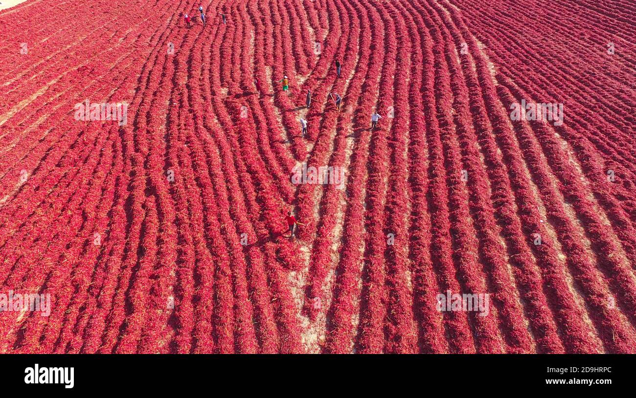 An aerial view of local farmers drying newly harvested chili peppers in ...