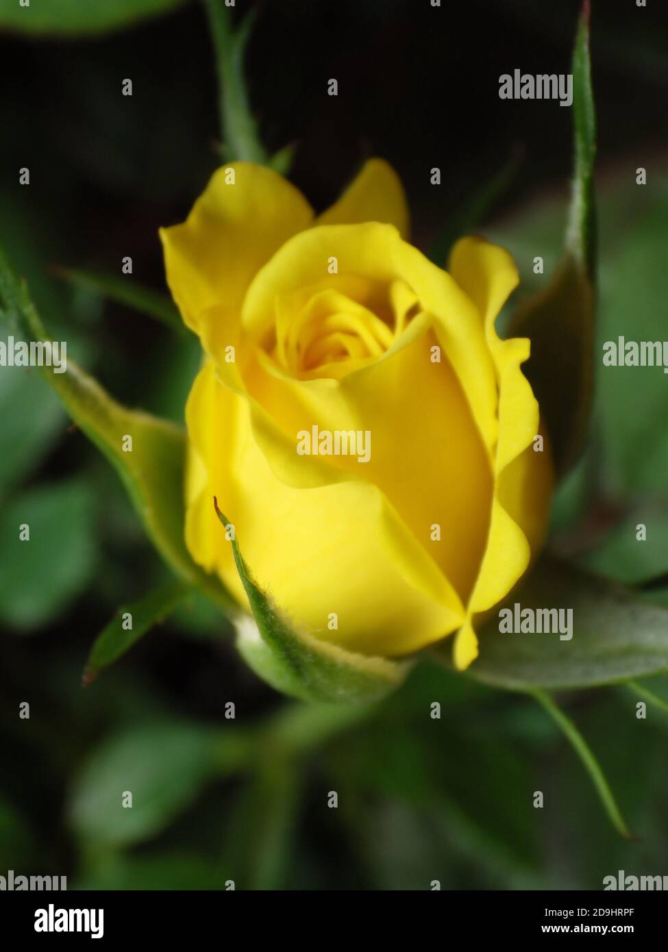 Vertical closeup shot of a blooming yellow rose in the greenery Stock ...