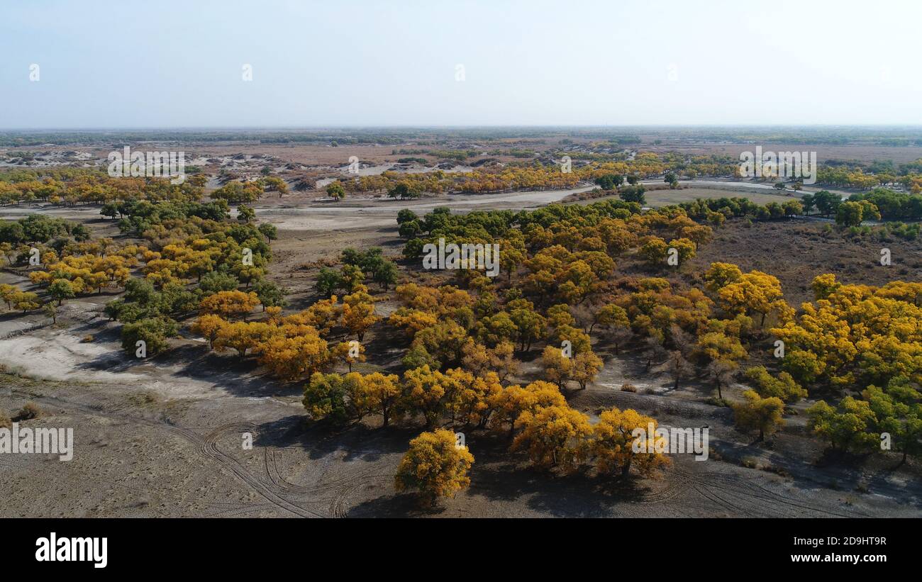 Populus euphratica hi-res stock photography and images - Alamy