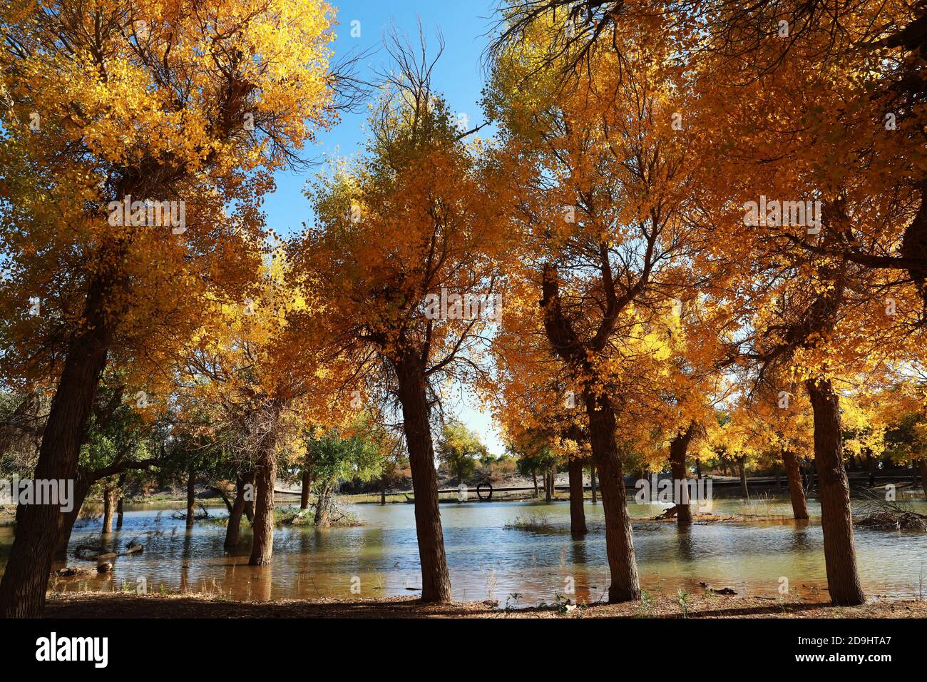 View of populus euphratica forest in Ejina Banner, Alxa League, north ...