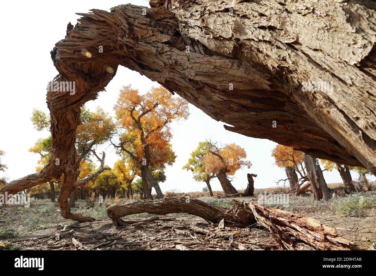 View of populus euphratica forest in Ejina Banner, Alxa League, north ...
