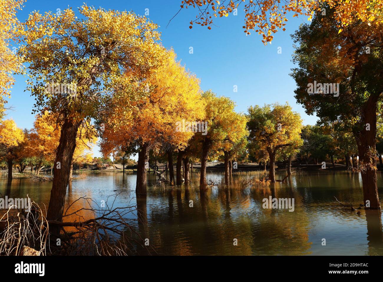 View of populus euphratica forest in Ejina Banner, Alxa League, north ...
