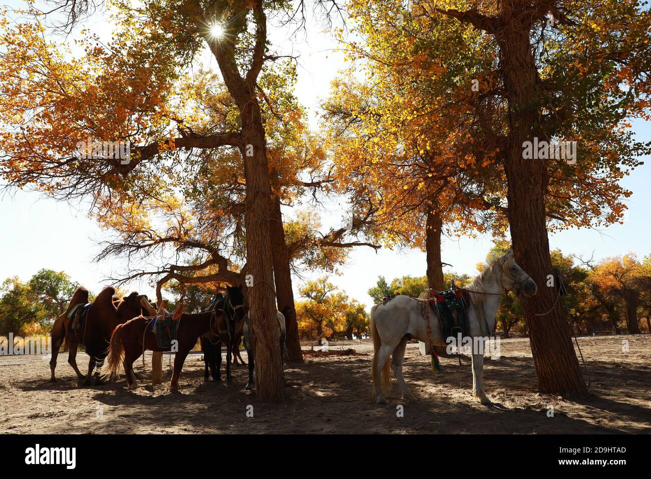 View of populus euphratica forest in Ejina Banner, Alxa League, north ...