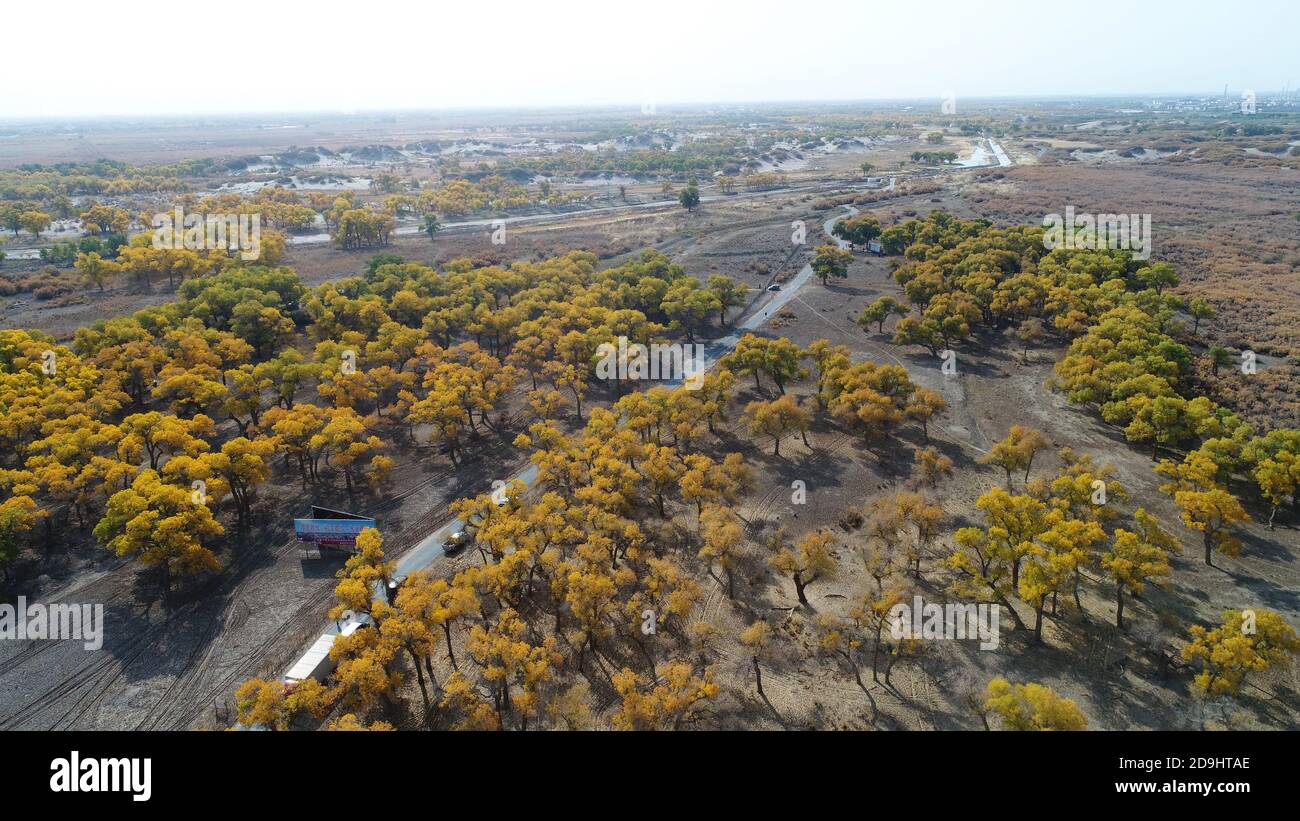View of populus euphratica forest in Ejina Banner, Alxa League, north ...