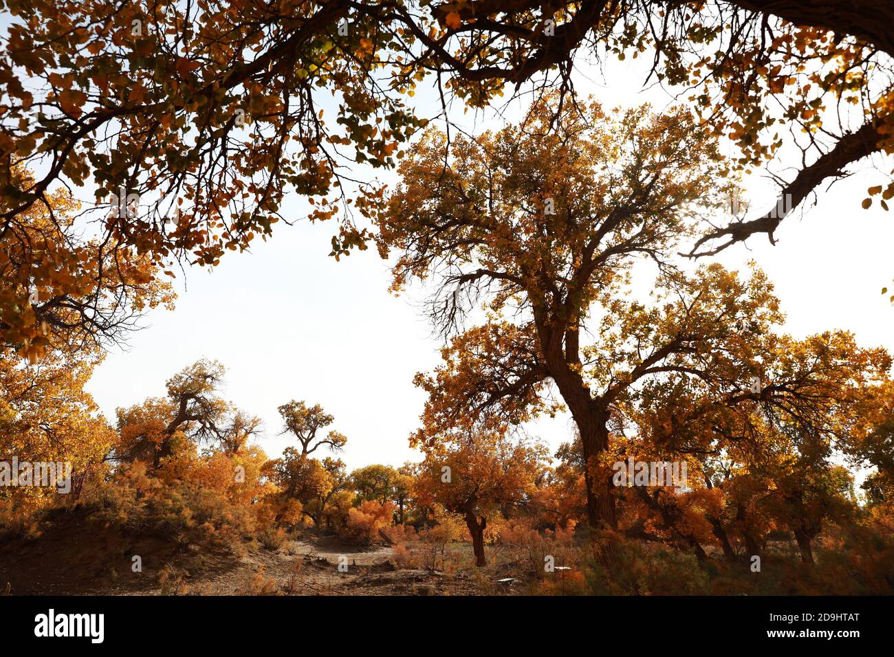View of populus euphratica forest in Ejina Banner, Alxa League, north ...