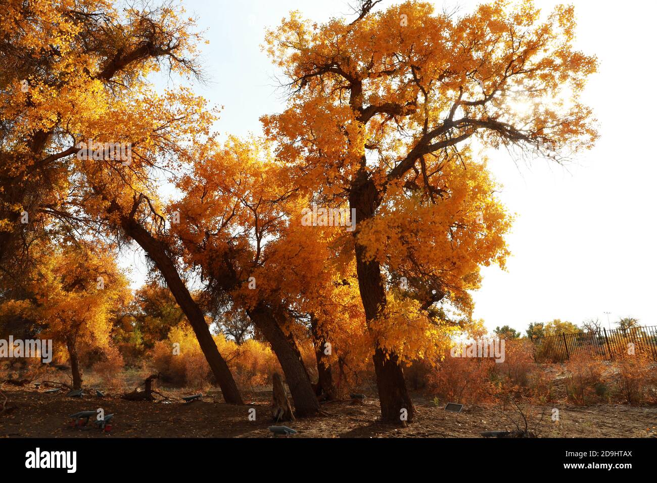 View of populus euphratica forest in Ejina Banner, Alxa League, north ...
