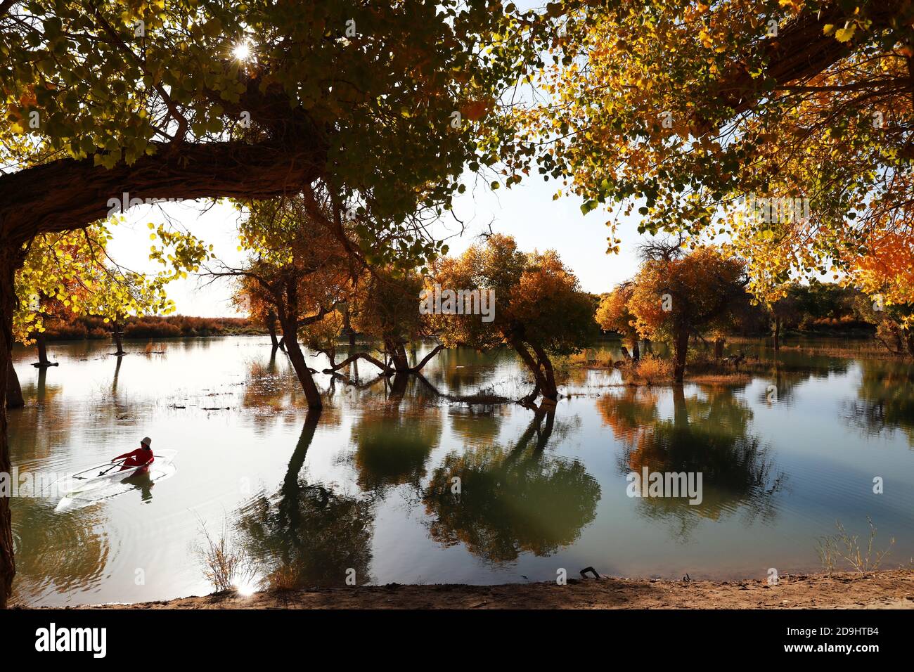 View of populus euphratica forest in Ejina Banner, Alxa League, north ...