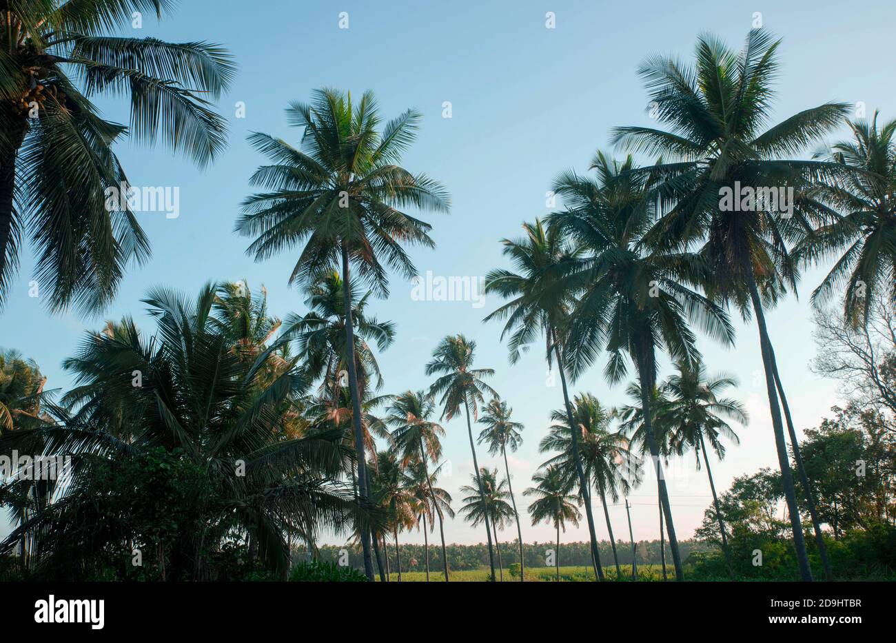 coconut tree farm in India Stock Photo - Alamy