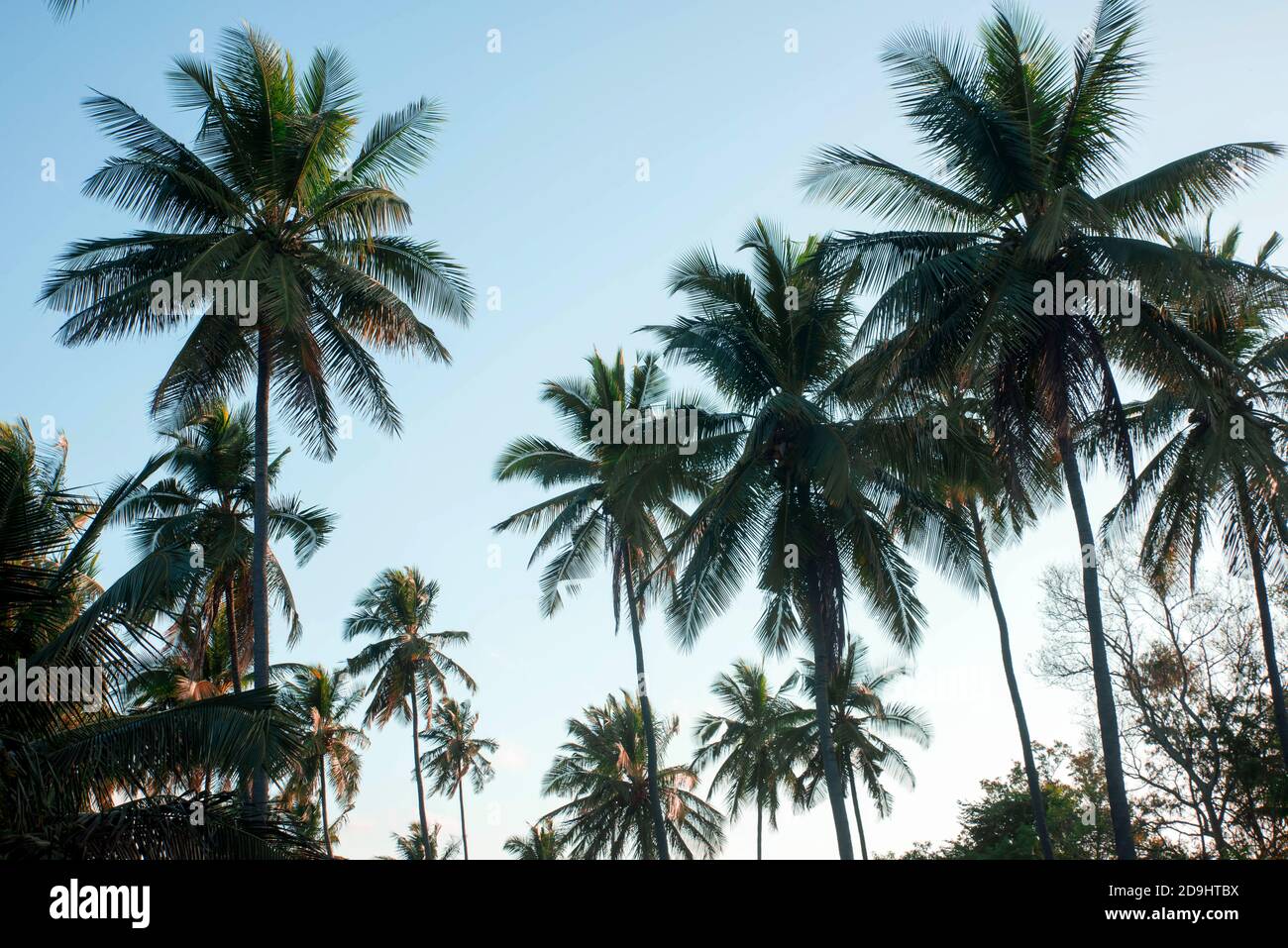 coconut tree farm in India Stock Photo - Alamy