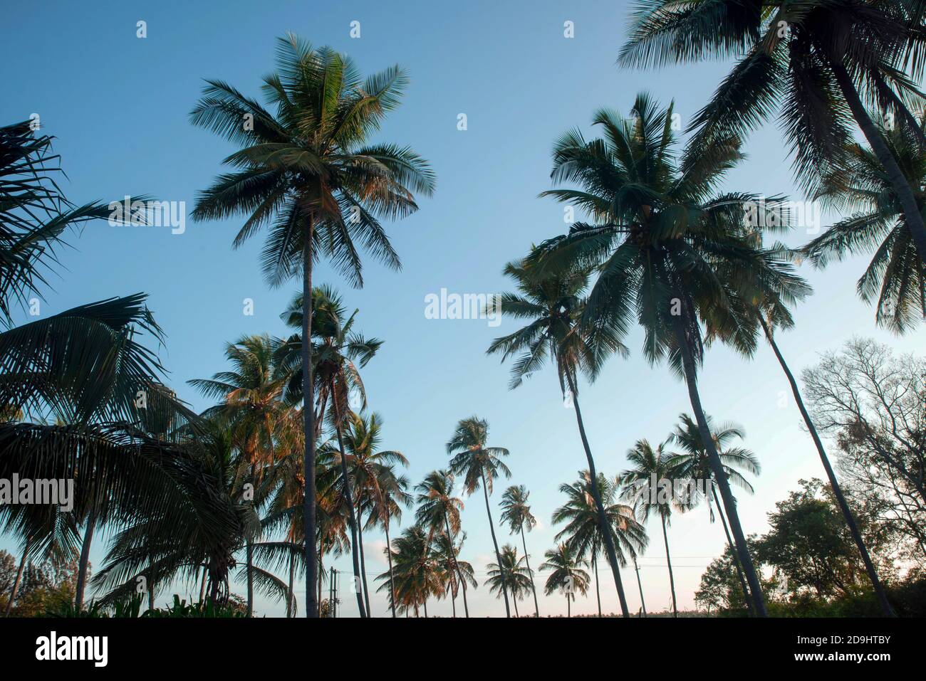 coconut tree farm in India Stock Photo - Alamy