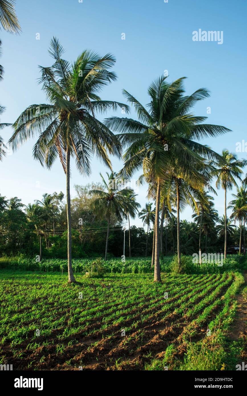 coconut tree farm in India Stock Photo - Alamy