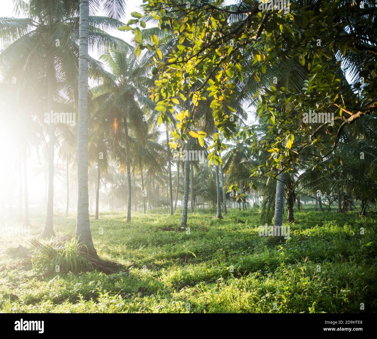 coconut tree farm in India Stock Photo - Alamy