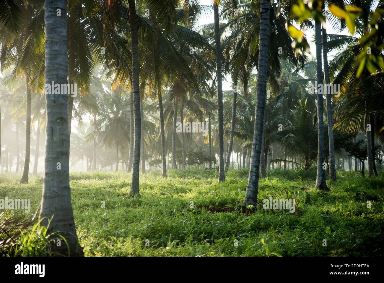 coconut tree farm in India Stock Photo - Alamy