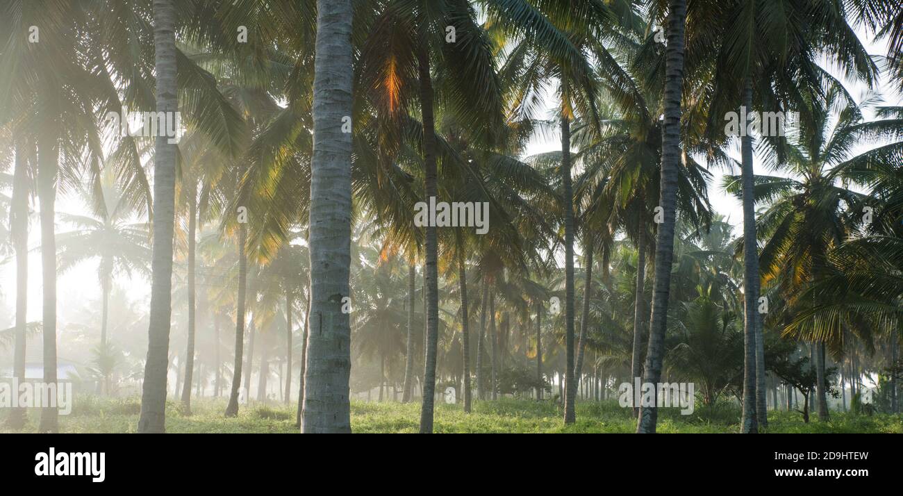 coconut tree farm in India Stock Photo - Alamy