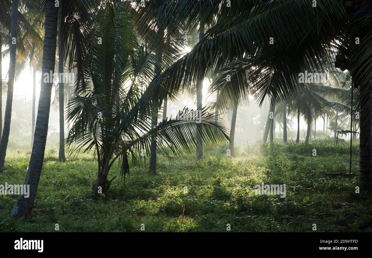 coconut tree farm in India Stock Photo - Alamy