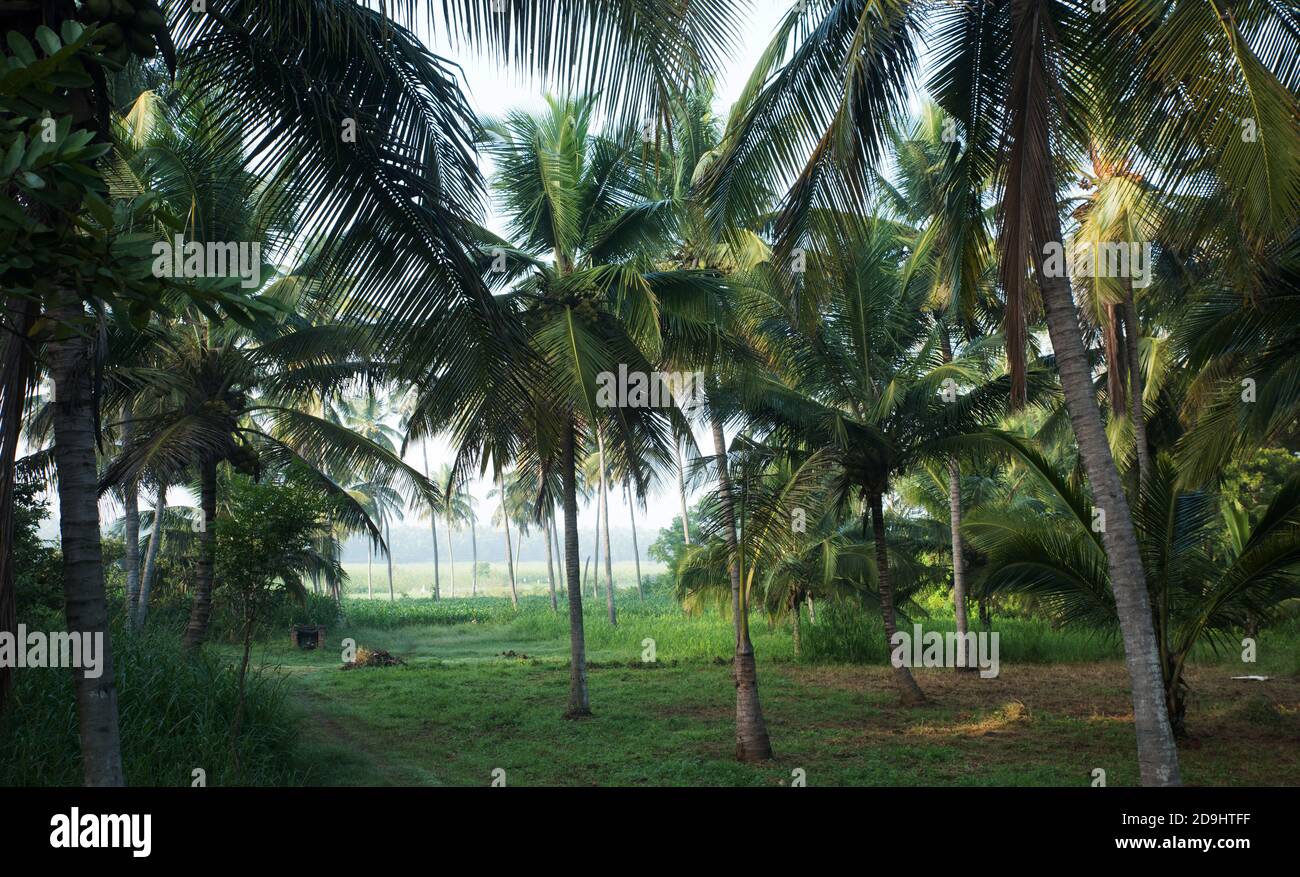 coconut tree farm in India Stock Photo - Alamy