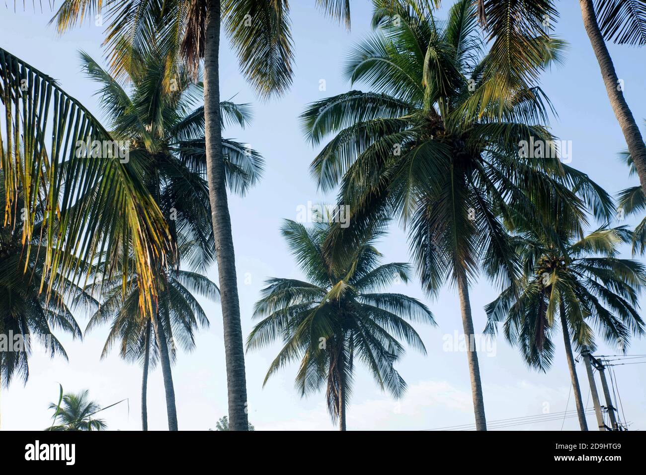 Coconut tree india hi-res stock photography and images - Alamy