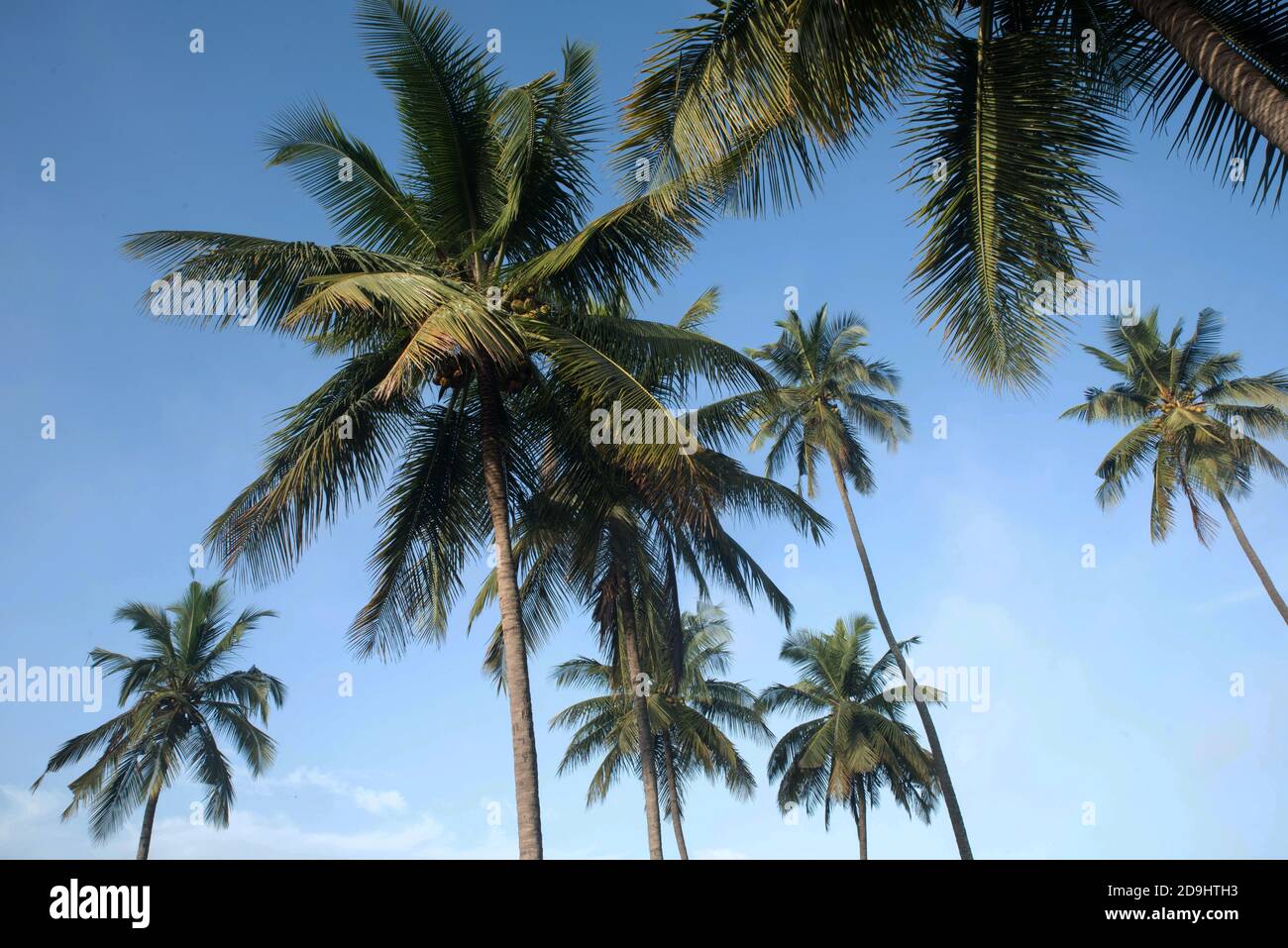 coconut tree farm in India Stock Photo - Alamy