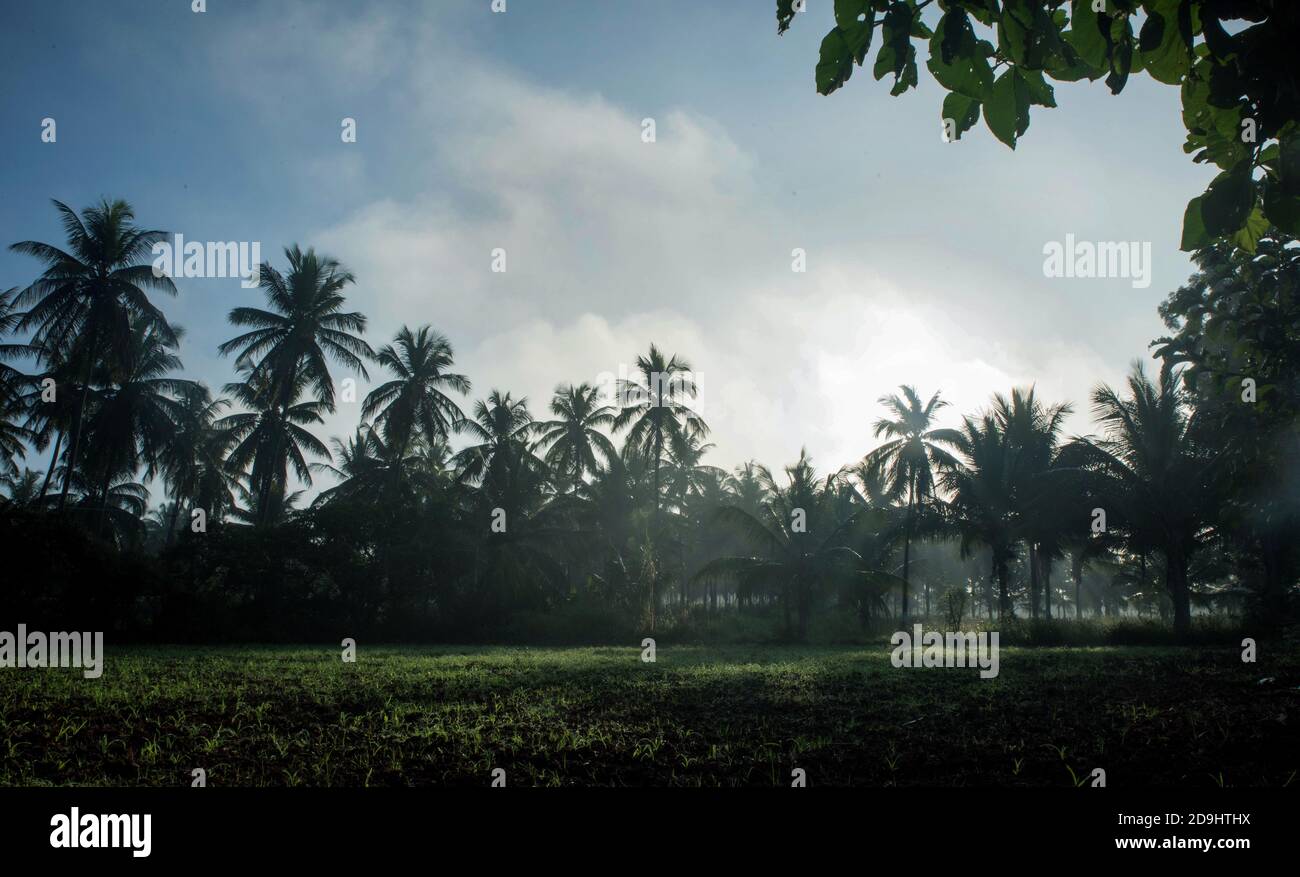 coconut tree farm in India Stock Photo - Alamy