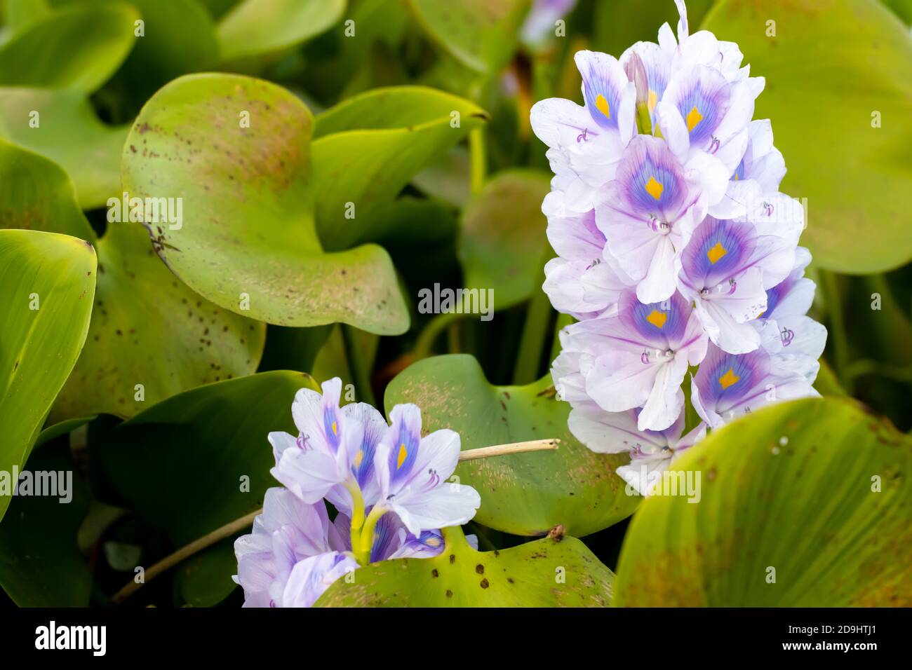 Bloomed water hyacinth flowers in the lake Stock Photo - Alamy