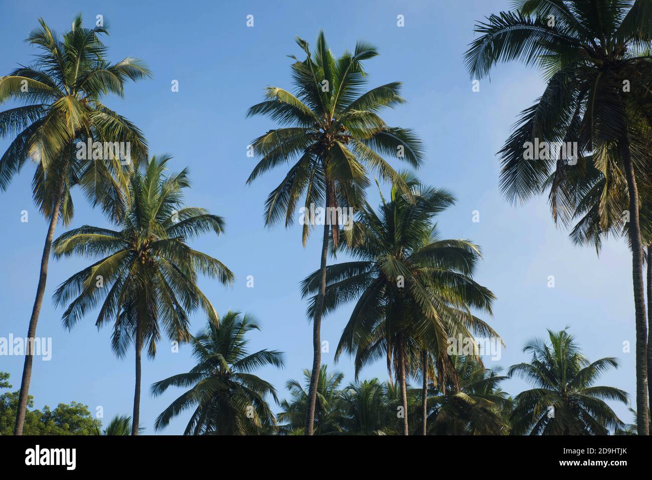 coconut tree farm in India Stock Photo - Alamy