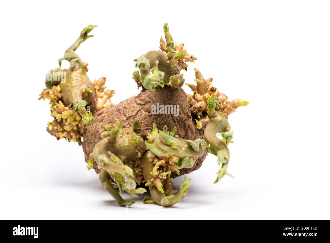 Old wrinkled Potato with green sprouts on white background Stock Photo ...