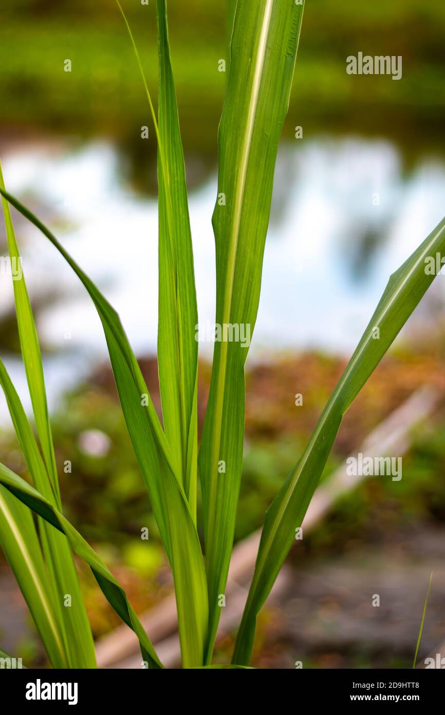 Blade Of Grass Up Close