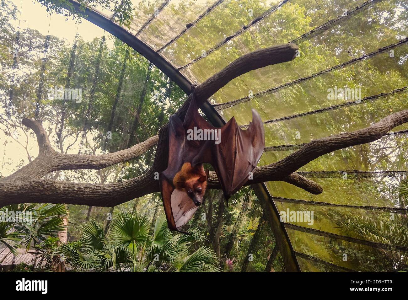 Fruitbat hi-res stock photography and images - Alamy