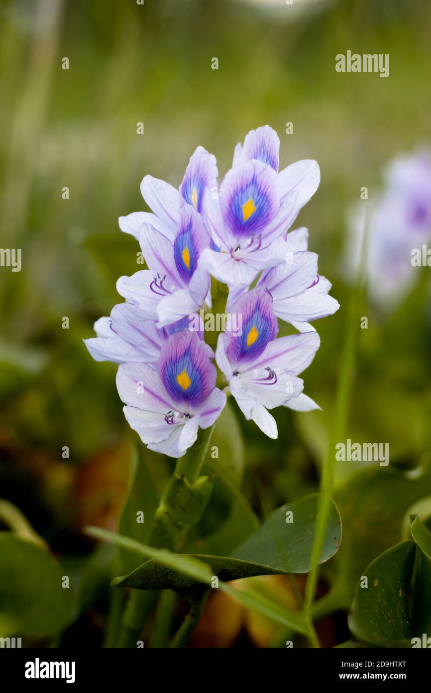 Water hyacinth flowers bloomed in the lake Stock Photo - Alamy