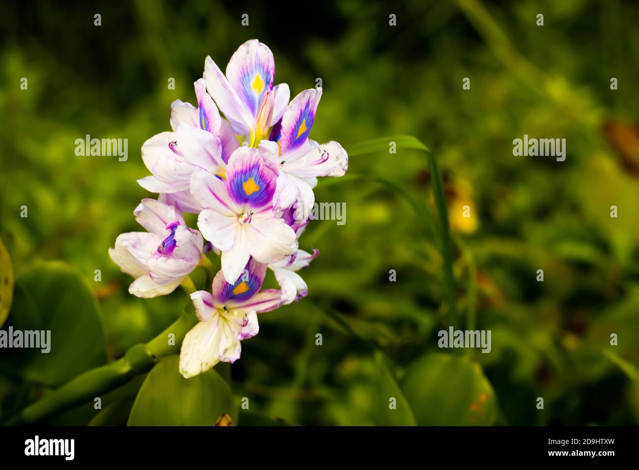 Water hyacinth flowers bloomed in the river Stock Photo - Alamy