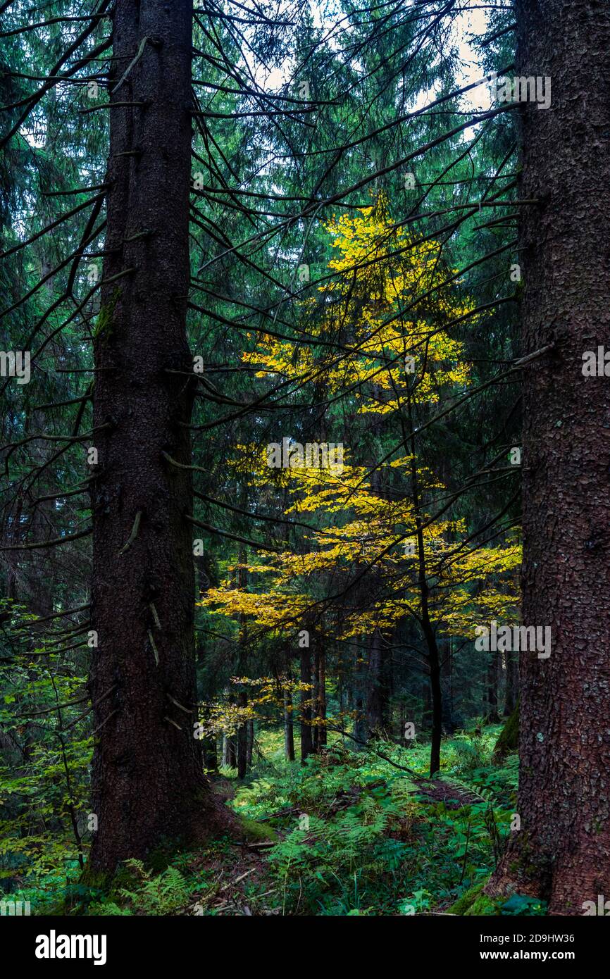 Gefarbter wald hi-res stock photography and images - Alamy