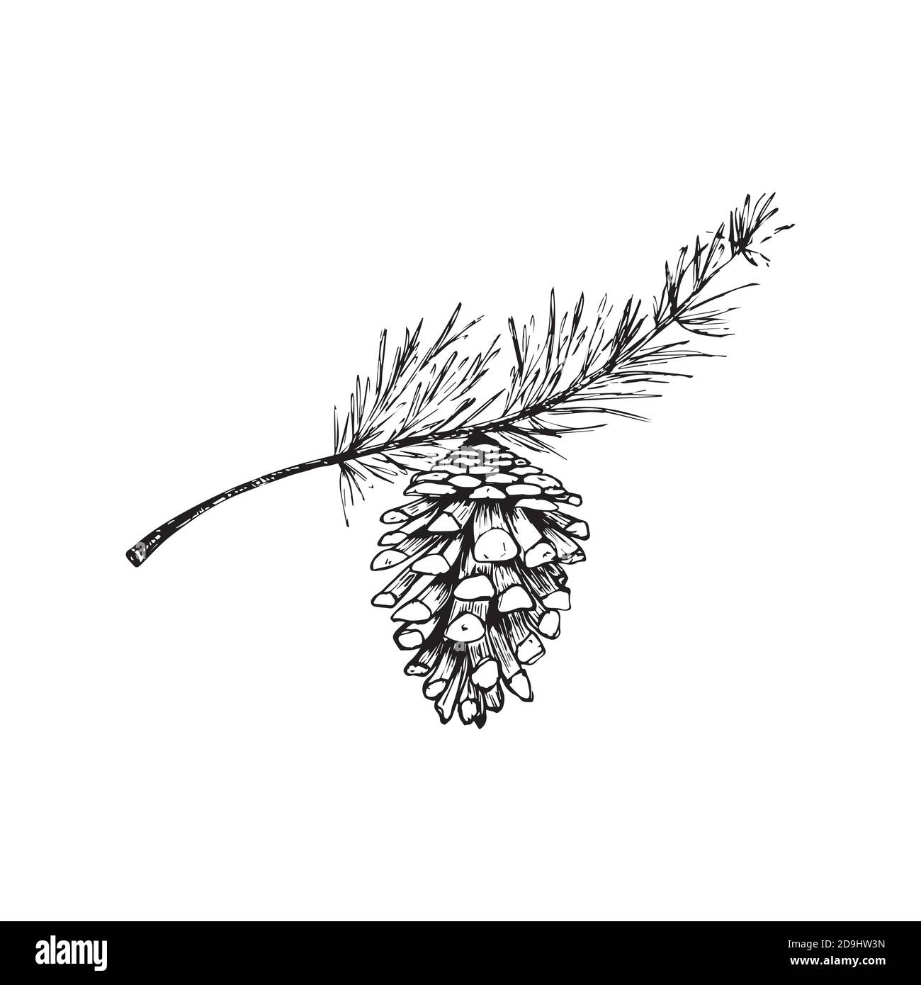 Pine Cone Botanical Illustration