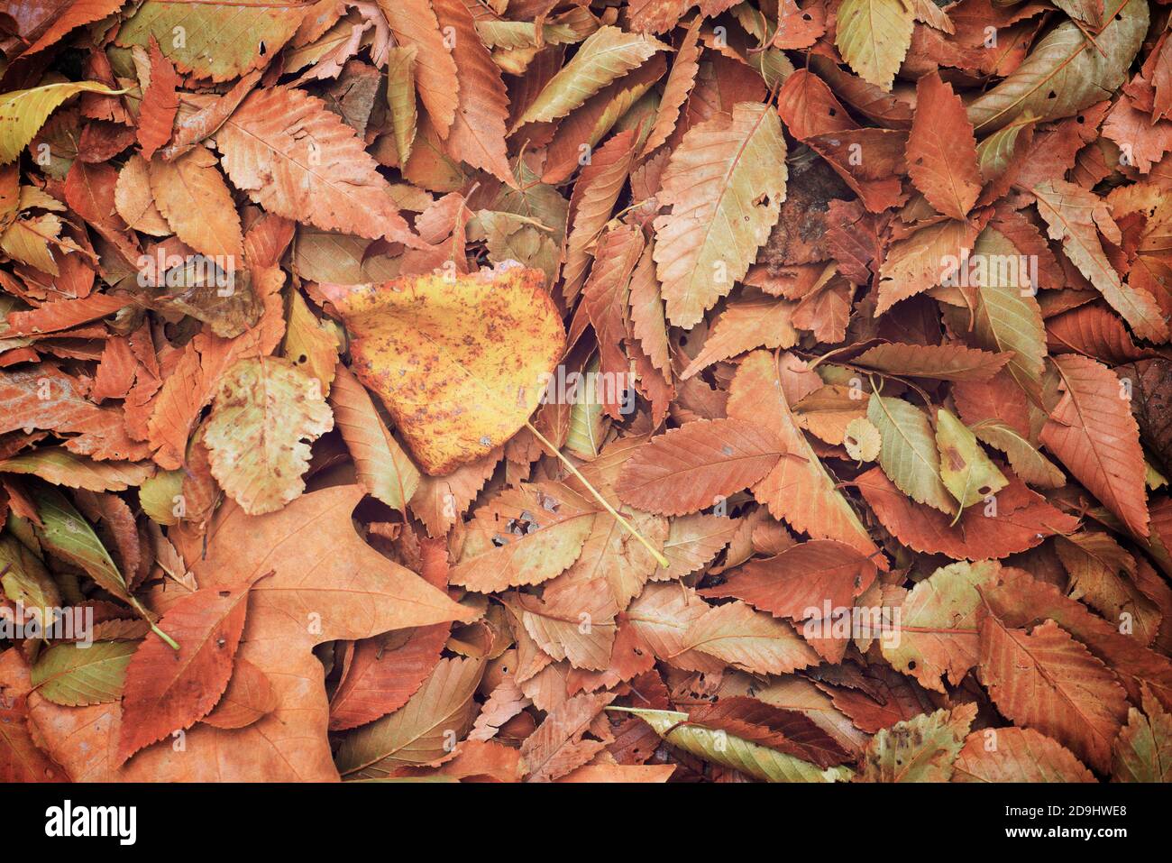 Autumn leaves fallen on the ground Stock Photo - Alamy