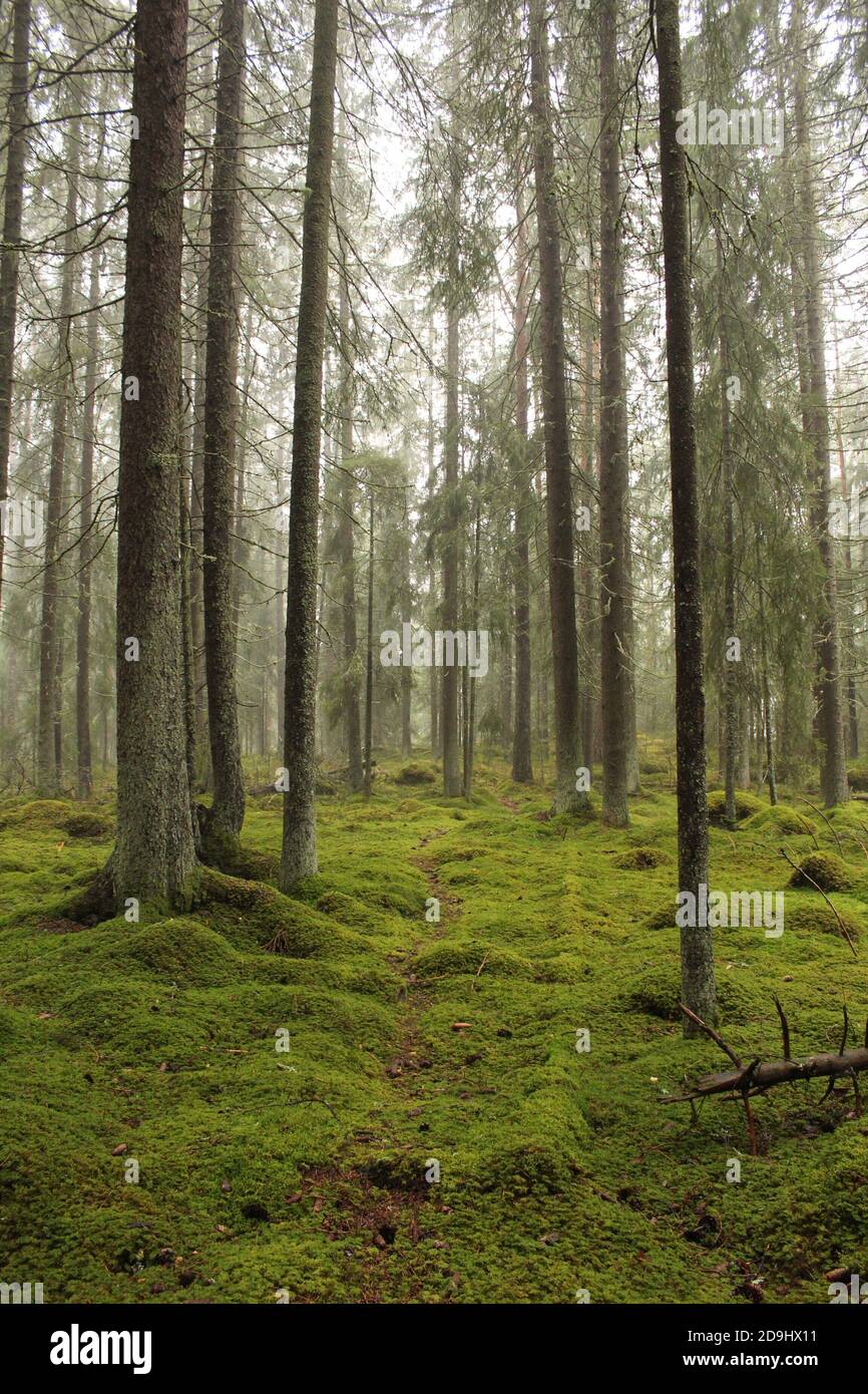Magical woodland hi-res stock photography and images - Alamy