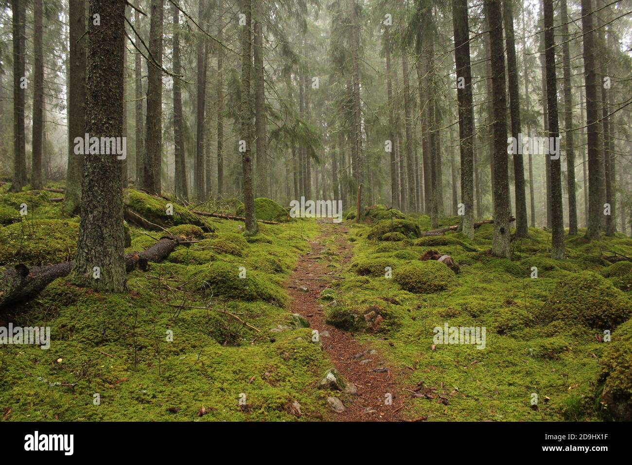 Path leading into misty magical woodland. Forest in Sweden Stock Photo ...